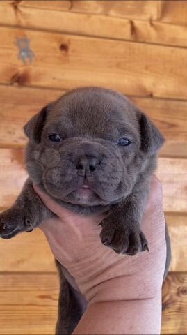 Американский булли девочка