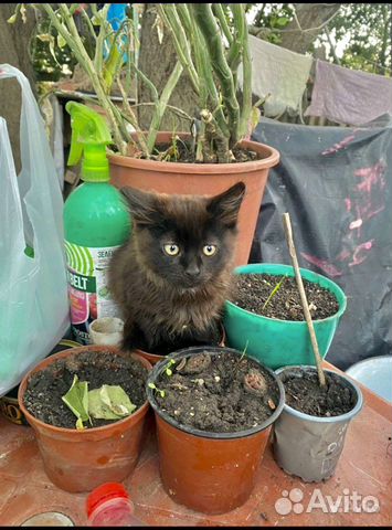 Котенок мальчик 2,5 мес черный сибирский пушистик