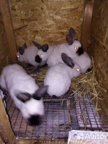 Девочка калифорнийского кролика