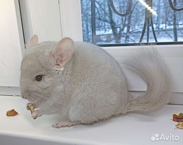 Шиншилла светлая пастель нф на