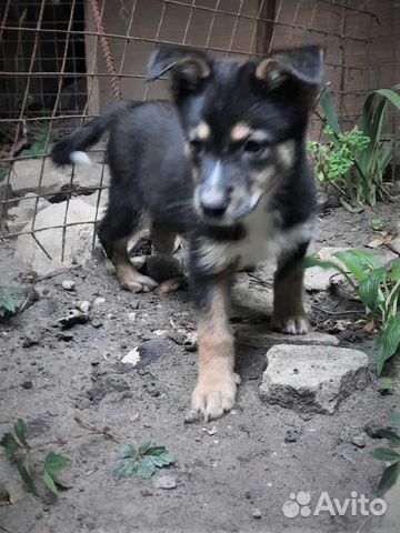 Ждет хозяина щенок мальчик Черныш