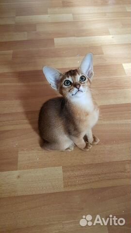 Абиссинский котенок