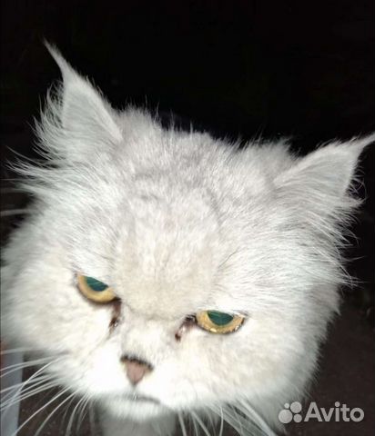 Персидская кошка пропадает на улице