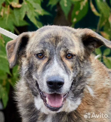 Молодой, игривый Рэй ждет вас