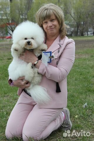 Мальчики щенки бишон фризе