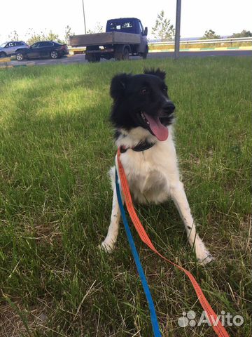 Стерильная молодая собачка ищет дом