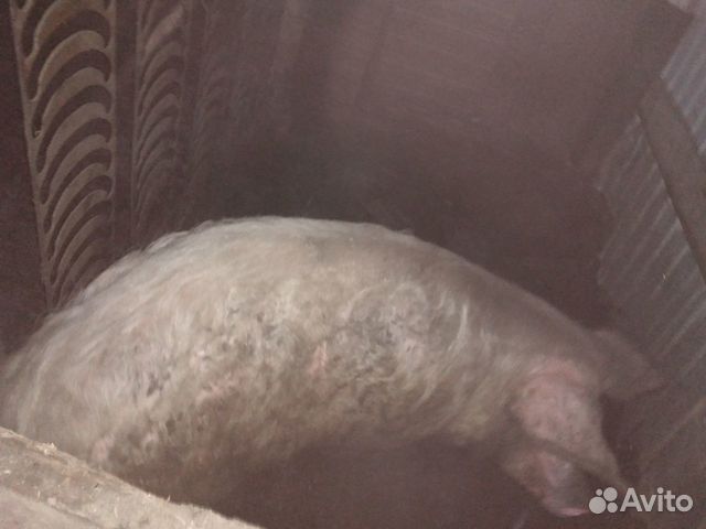 Продается хряк 1,5 г цена 25,порода ландрас