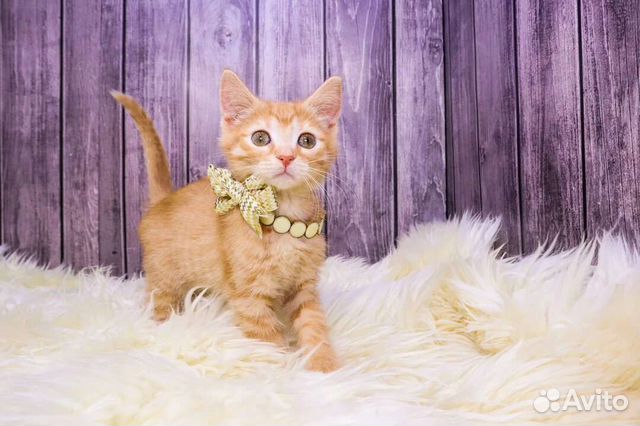 Малышка Элис