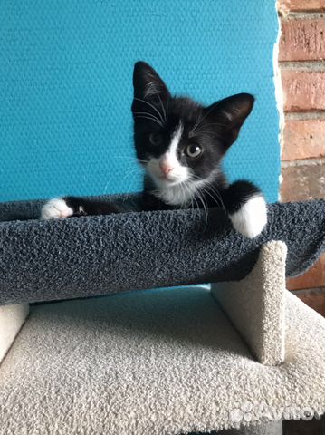 Котенок
