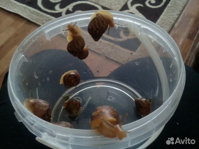 Улитка Ахатина