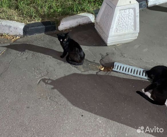 Черные котики выживают на улице