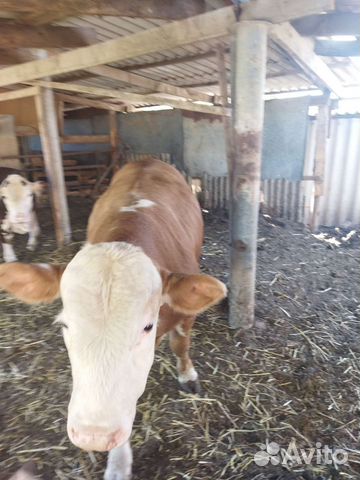 Быки на племя