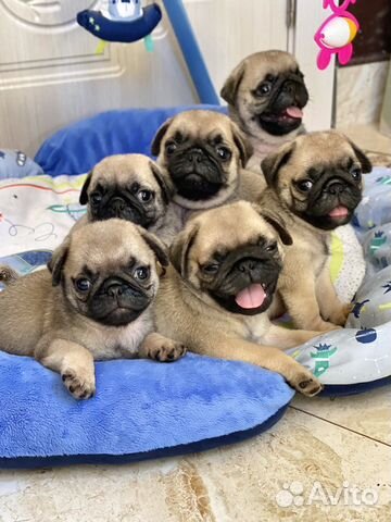 Мопсики и мопсюшки девочки и мальчики