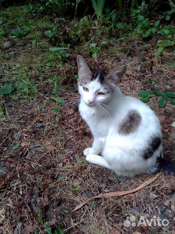 Киска ищет дом