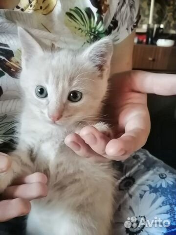 Котенок в дар