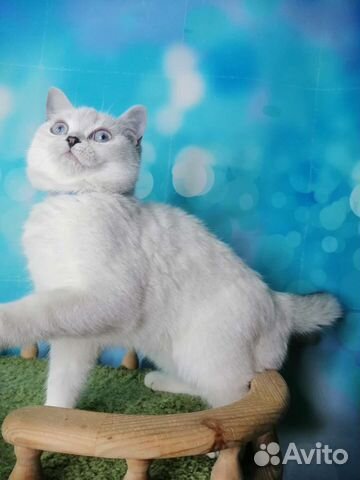 Британский мальчик серебристая шиншила поинт