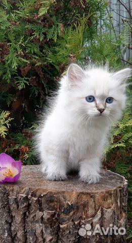 Невская маскарадная