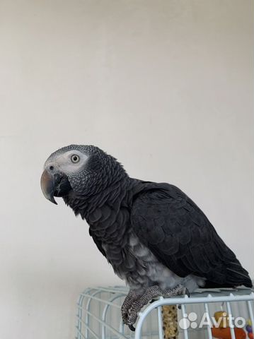Серый попугай
