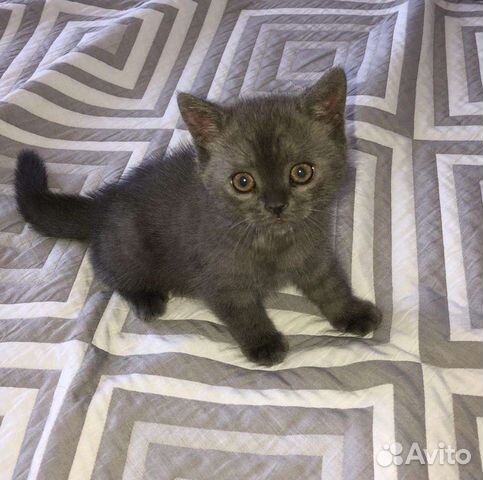 Шотландские котята