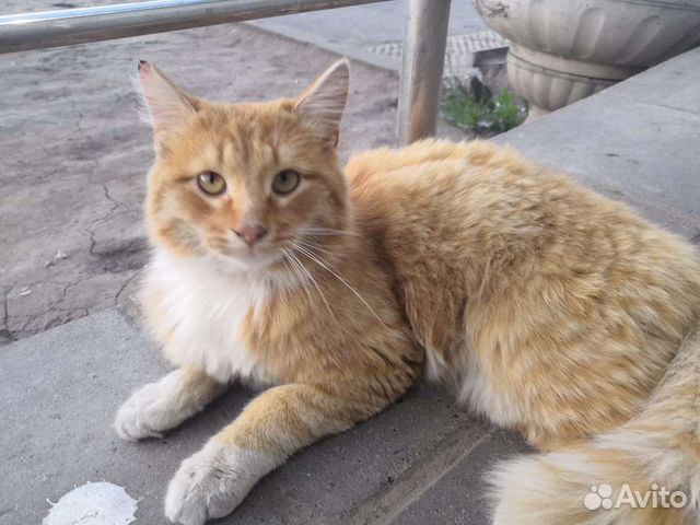 Кот