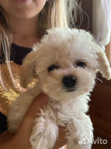 Мальтипу f1 mini девочка