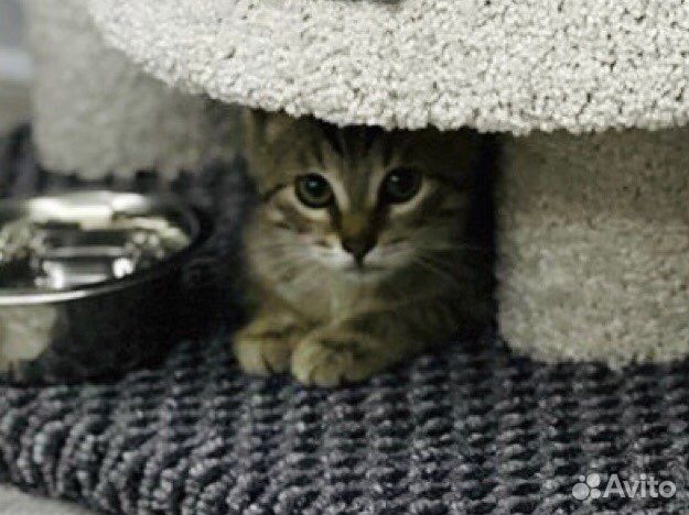 Котёнок рысёнок девочка 5 мес