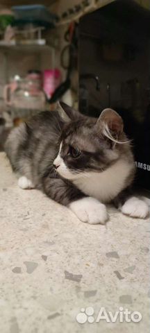 Котенок