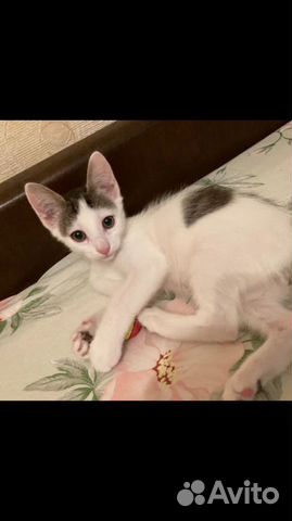 Котеночек ищет дом