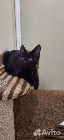 Пьер ищет дом