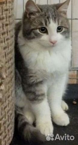 Котики