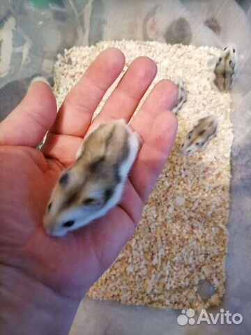 Джунгарский хомяк