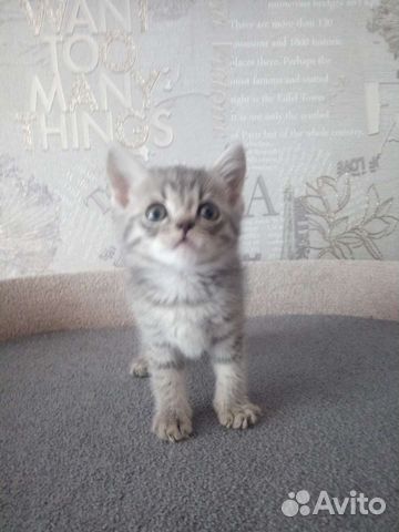 Британские котята