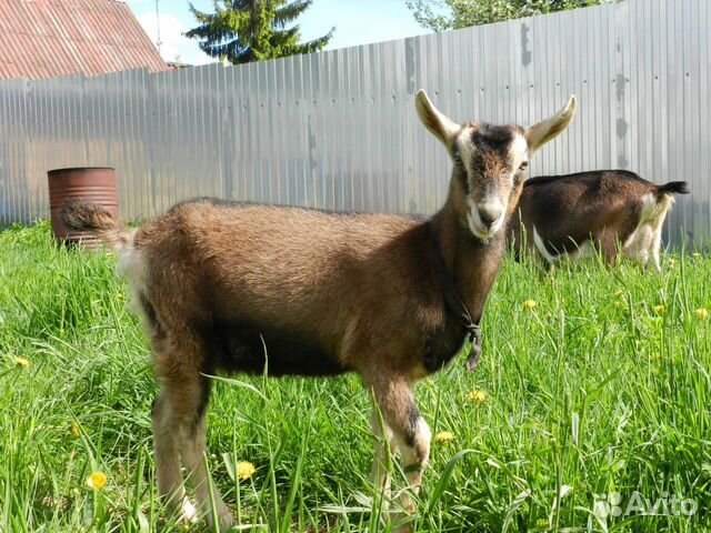 Чистопородная альпийская козочка
