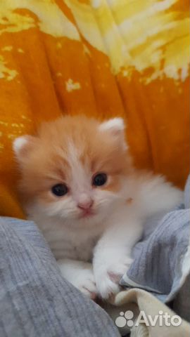 Котёнок