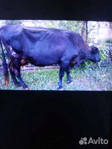 Корова дойная