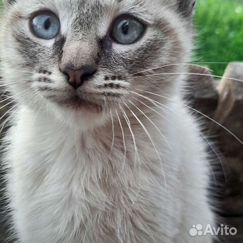 Котята, коты, мальчики
