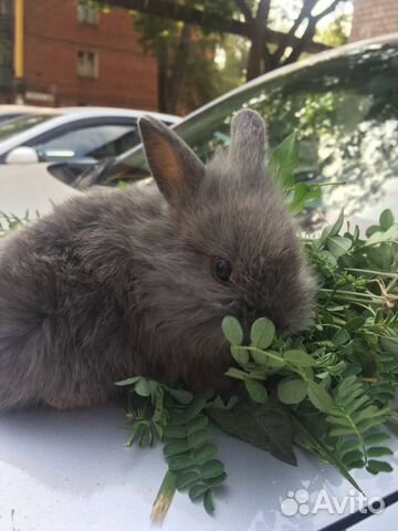 Кролик декоративный