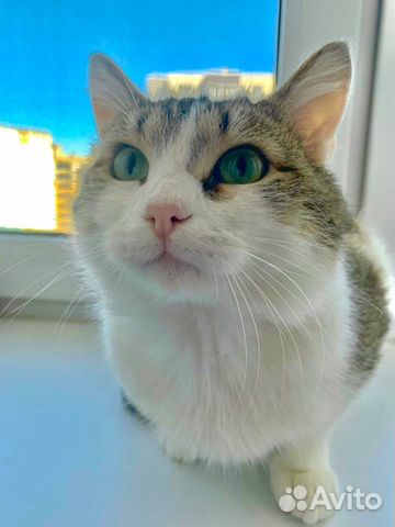 Кот