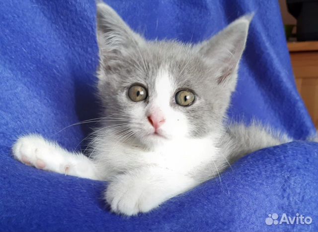 Чудо милашка котенок Таша 1,5 месяца в дар