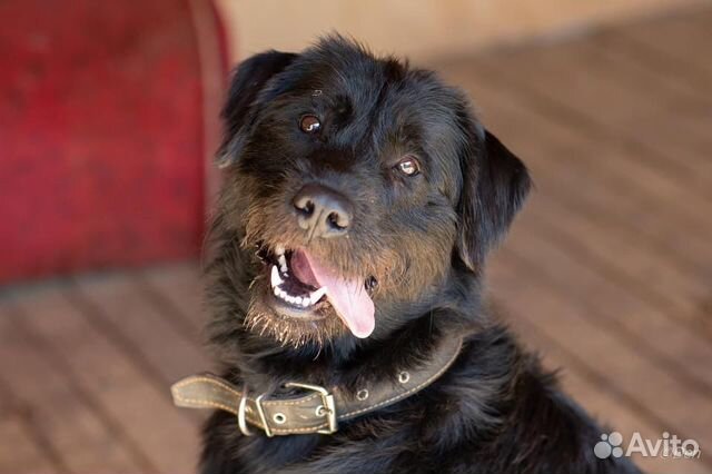 Шикарный Чарли в дар