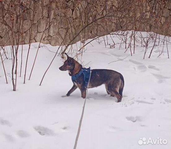 Руфа, 9 мес, 40 см