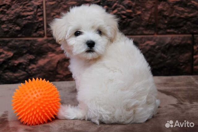 Ангелочек мальтипу