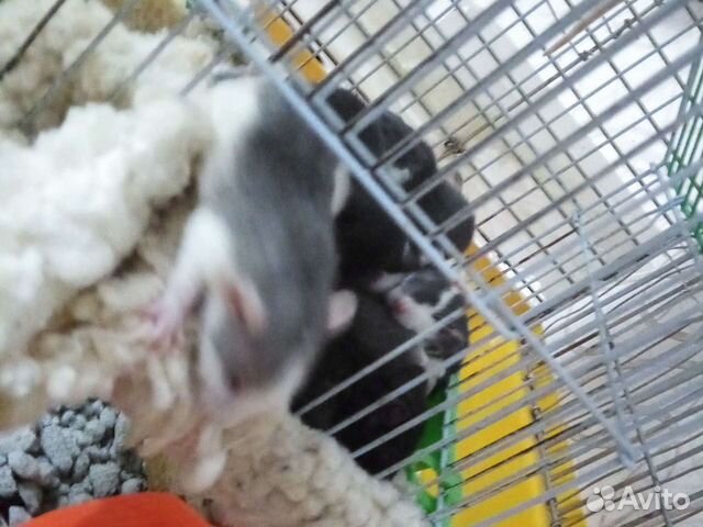 Декоративные крысята