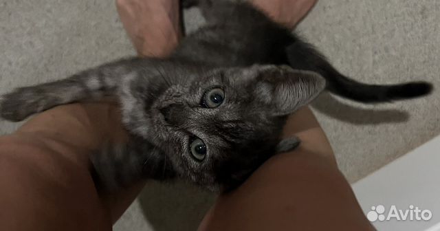 Отдам котенка