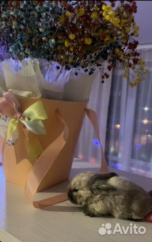 Декоративные кролики веслоухий баран