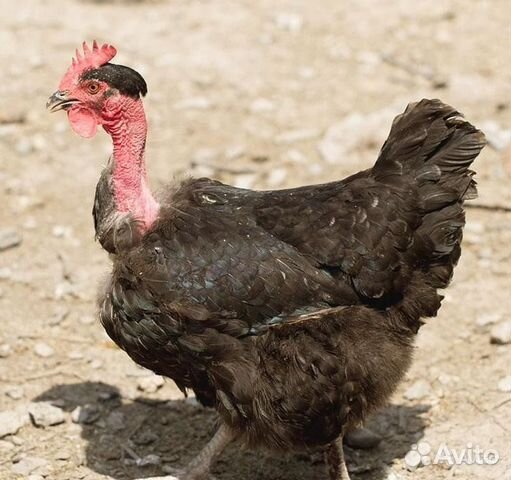 Куры голошейки