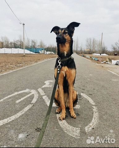 Отдам собаку