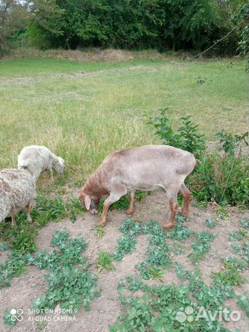 Баран эдельбай