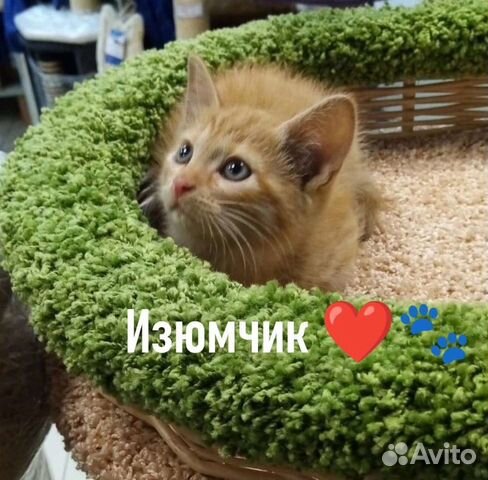 Котёнок Изюмчик