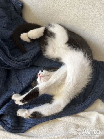 Спокойная и смышленая котенок-девочка в дар